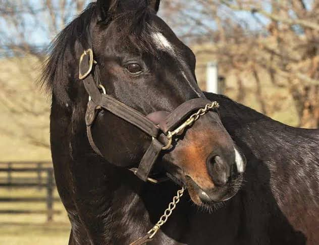 BREEDER'S/El nombre de Storm Cat sonó fuerte en la fiesta de criadores ...